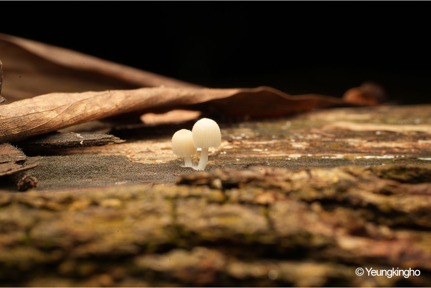 7Artisans Infinte 65mm T2,9 Macro 2X Nikon Z (FF) - Foto Erhardt
